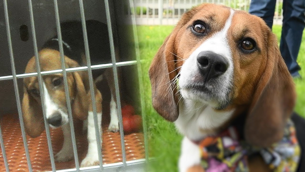Petition Now Is The Time To Replace Cruel And Outdated Animal Tests petition-now-is-the-time-to-replace-cruel-and-outdated-animal-tests