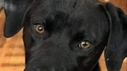 Petition · Seek Justice for Thunder and Demand Policy Change from South ...