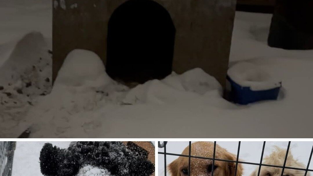 Petition · Justice for Penny, Amy & Rowdy – Change Joplin’s Laws & Hold ...