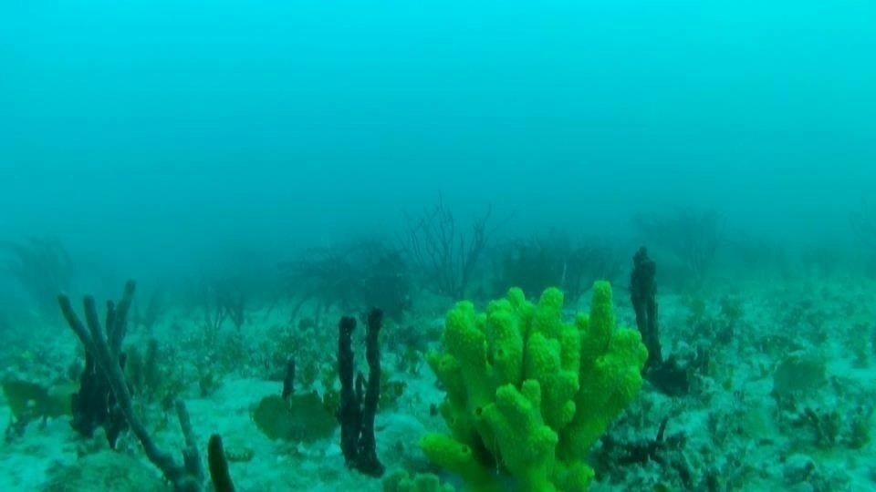 Petition · Stop Deep Water Outfalls from Polluting the Collier County ...