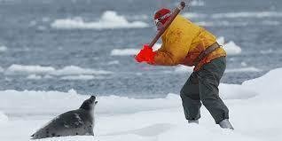 Petition · Ban Harp Seal Hunting in Canada - United States · Change.org