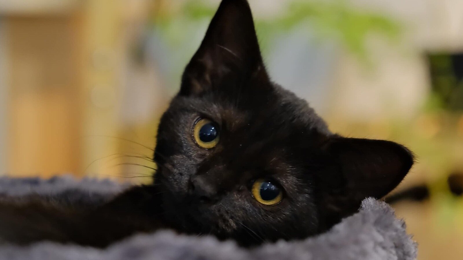 Petition · Save Stonnington's Pets - don't let the Lost Dogs Home take ...