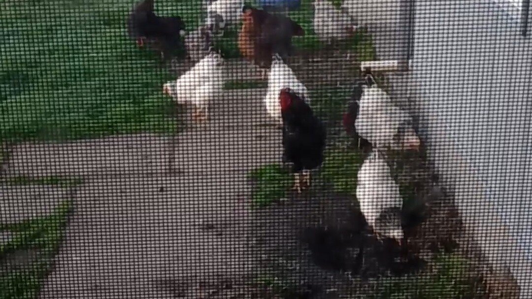 Petition · Allow Felicity, Ohio Residents to Legally Own Chickens and ...