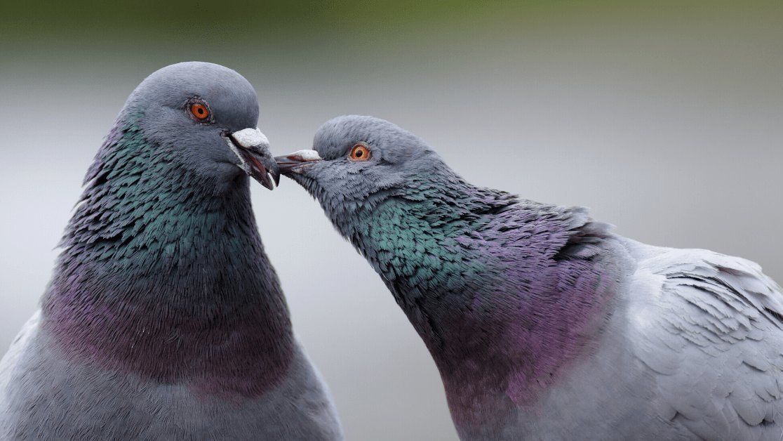 Petition · Stop the pigeon cull in Biggleswade - Biggleswade, United ...