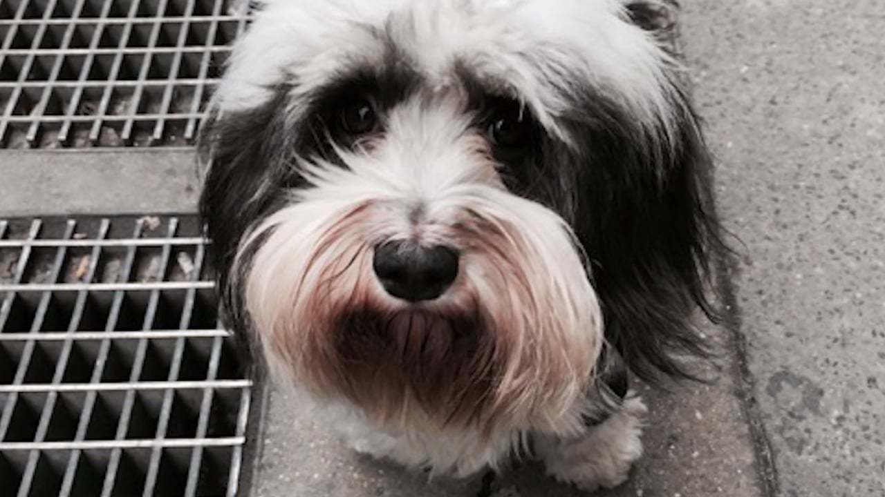 Petition · To change dog protection laws across America to recognize ...