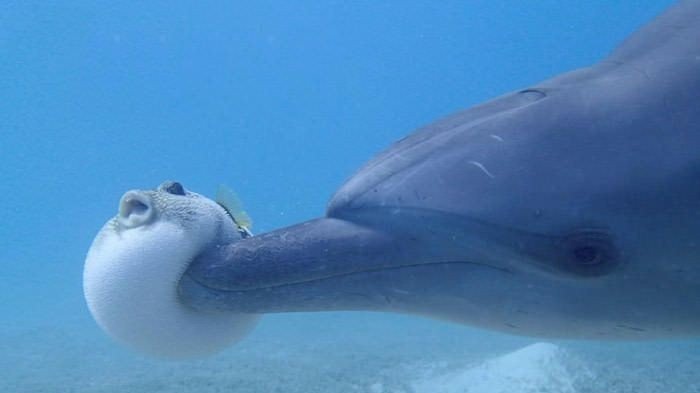 Petition · Cancel Dolphins for using PUFFERFISH as drugs - Philippines ...