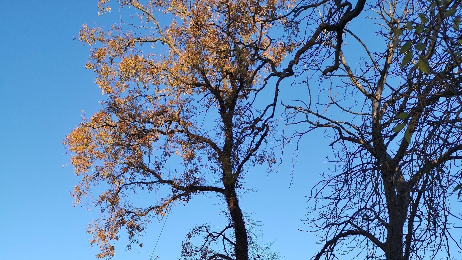 Petition · Save our Oak tree - Meadow Way - United Kingdom · Change.org
