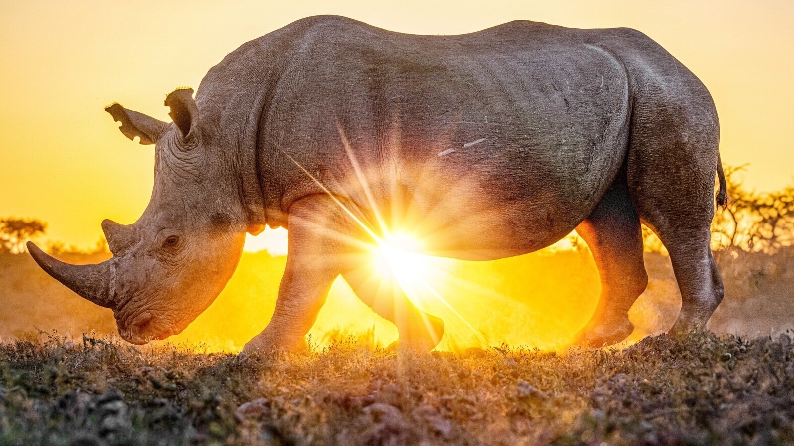 Petition · Save the last of South Africa's rhinos with legislation ...