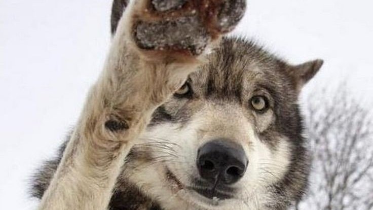 Petition · STOP Idaho's Extermination of Wolves, STOP SB 1211 - United ...