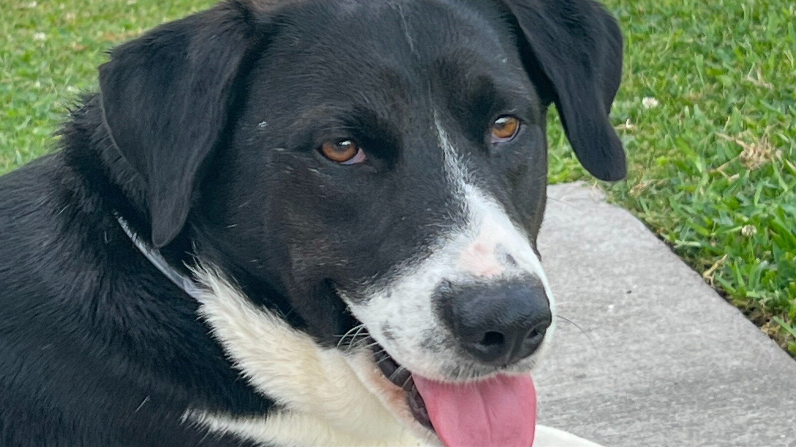 Petition · Extend the Euthanasia Hold Period for Shelter Animals at ...