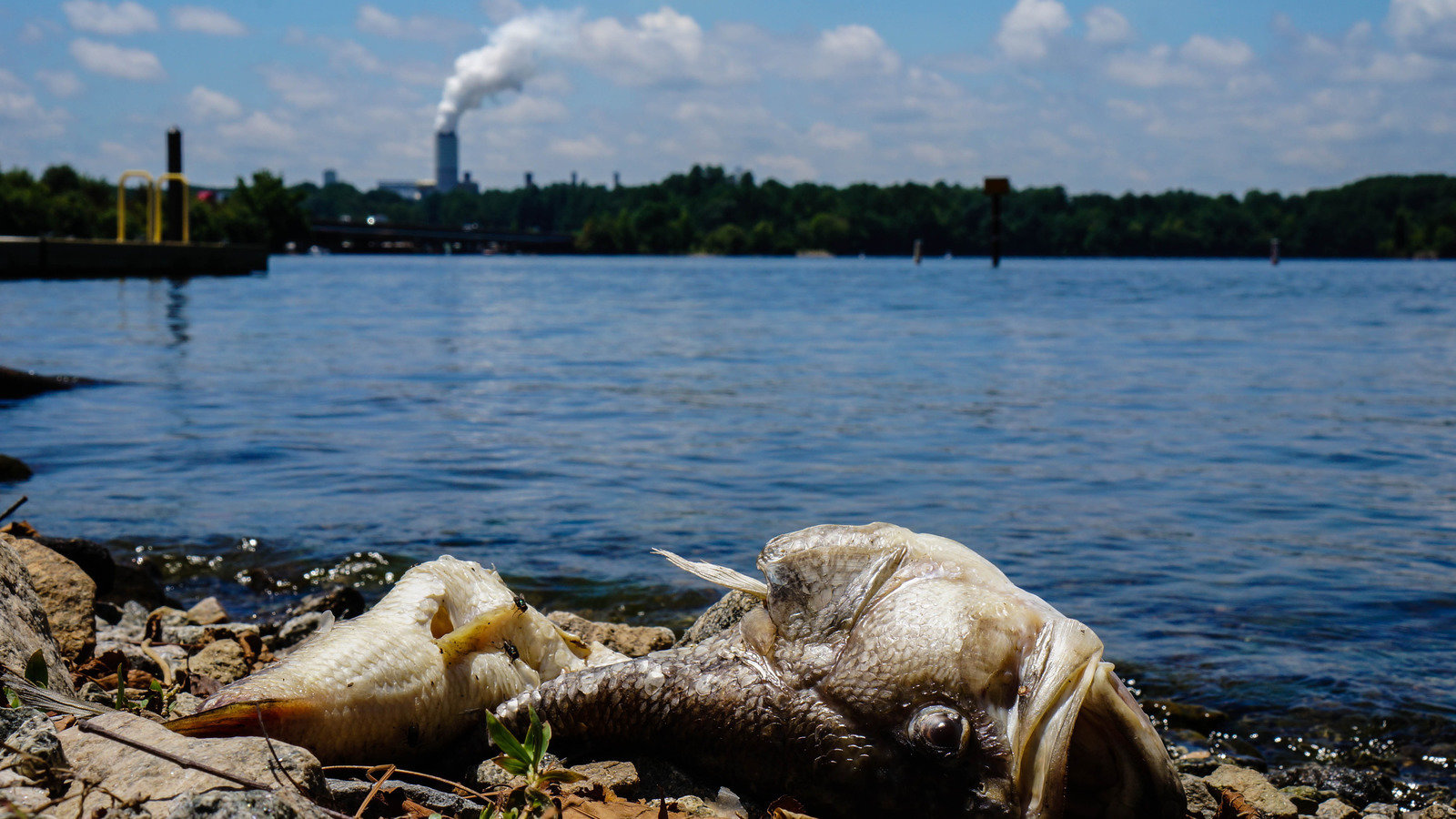 Petition · Hold Duke Energy responsible for the environmental impact of ...