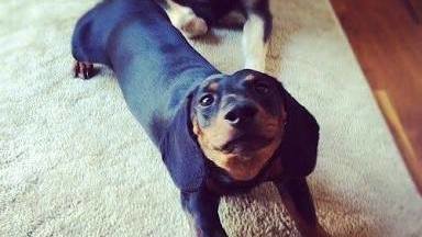 Petition · Change the name "Dachshund" to "Extra Stretch Long Boi ...