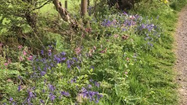 Petition · Keep the wildflowers of Stirling blooming. - United Kingdom ...