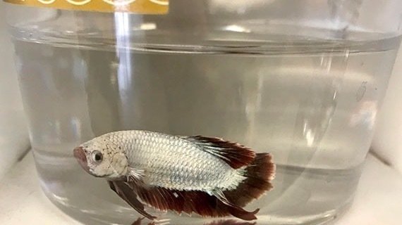 Petition · Require there to be educational signs near bettas at chain ...