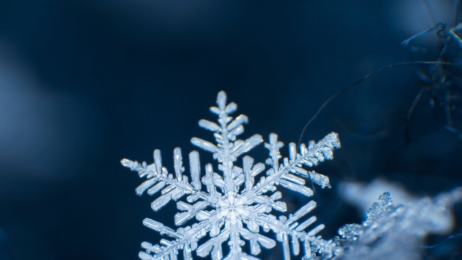 Petition · Cancel snowflakes (Sensitive people) - United States ...