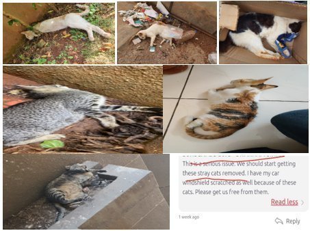 Petition · Stop unprecedented deaths and missing of stray cats - India ...