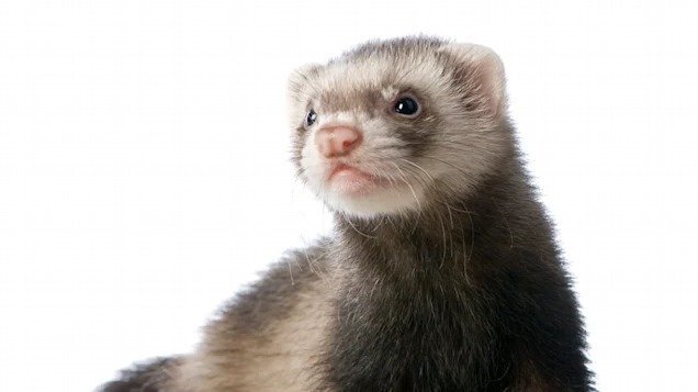 Petition · Get a BBHMS therapy Ferret - United States · Change.org