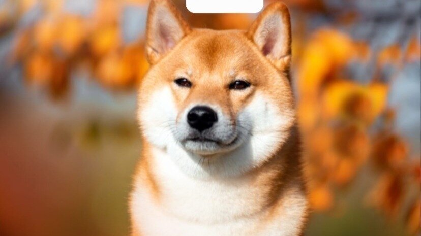 Petition · Helfen xier Chinu, dem Shiba Inu, ein Shiba Inu zu bleiben ...