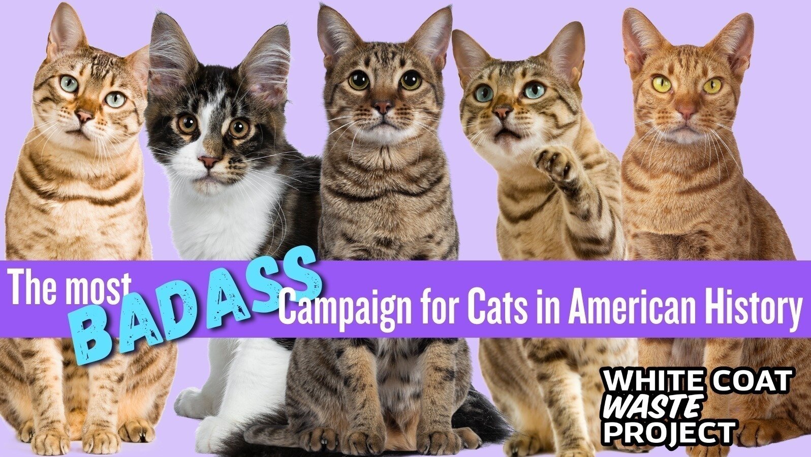 Petition update · You worked hard to save these cats. · Change.org ...