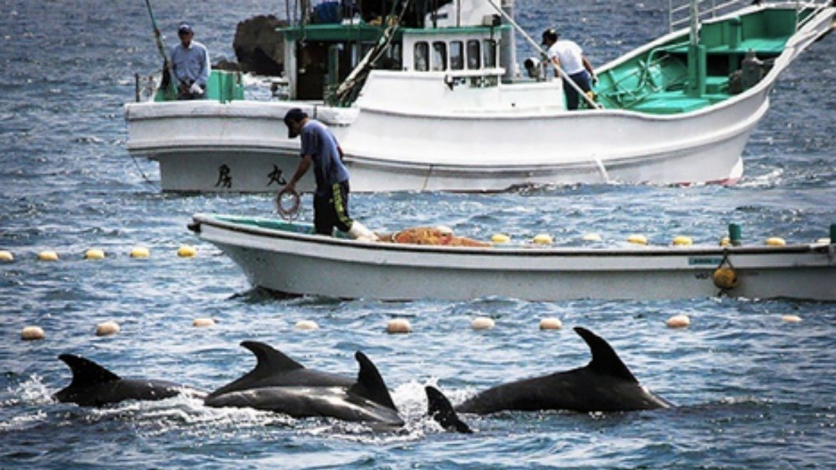 Petition · Japan's Dolphin Slaughter Continues - United States · Change.org
