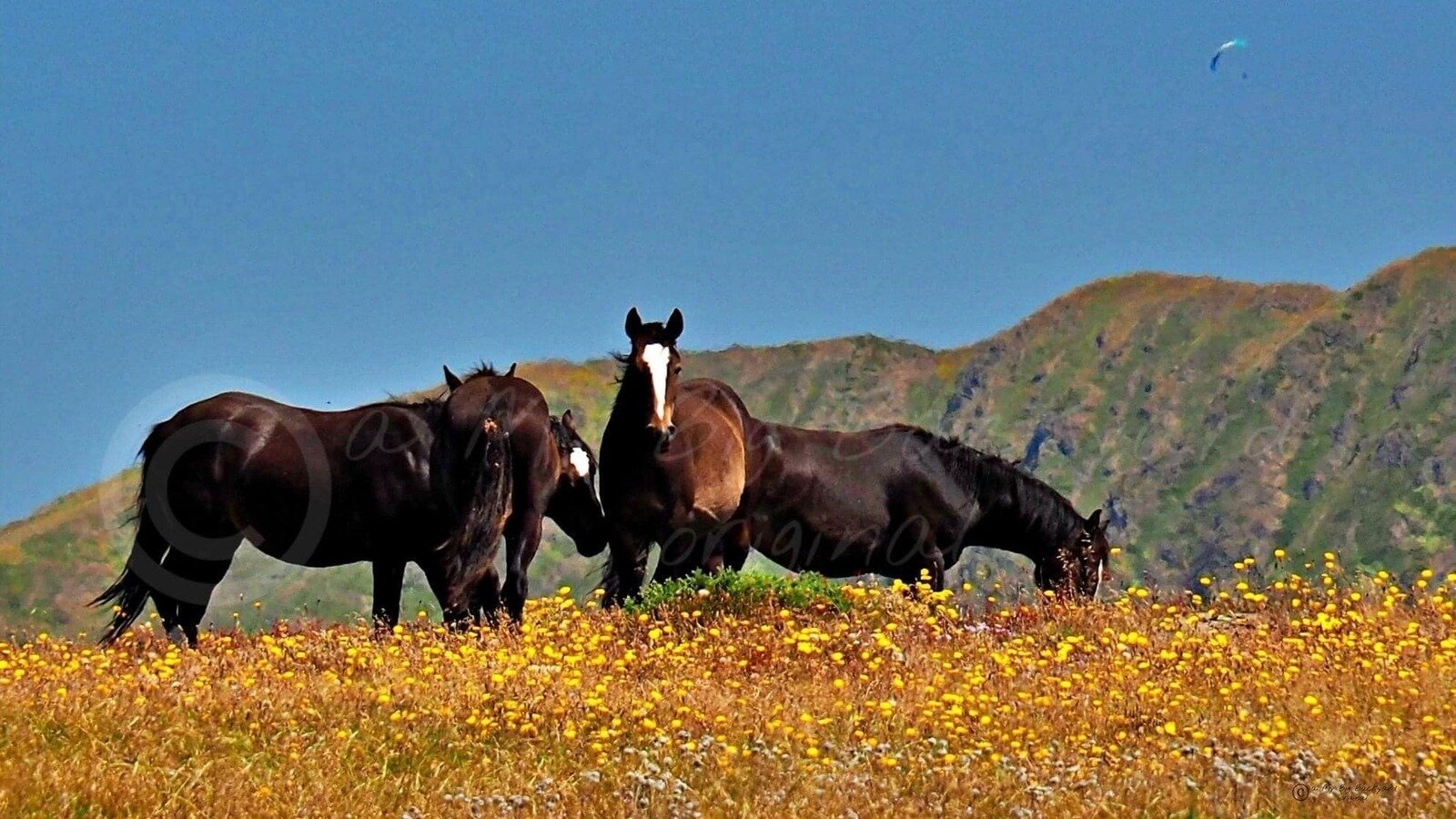 Petition update · The National Brumby Cruelty Continues · Change.org ...