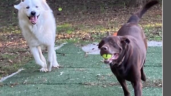 Petition · Judge Sam Terry- Prevent Return of Abused Dog to Convicted ...