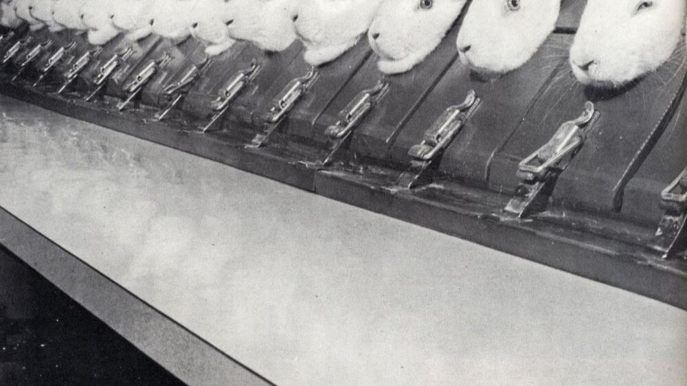 Petition · End the Unethical Practice of Animal Testing for Medical ...