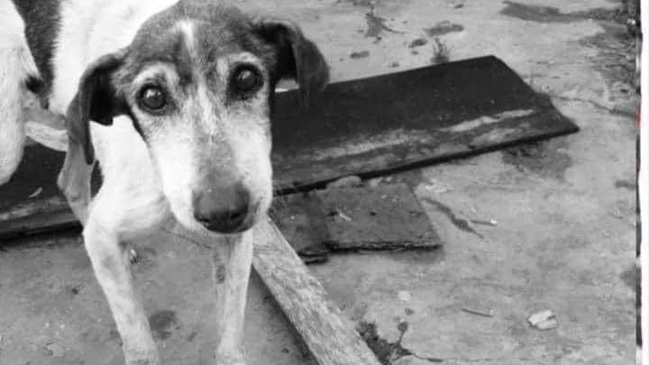 Petición · Cambio De La Perrera Asesina Cemca Por Un Centro De ...