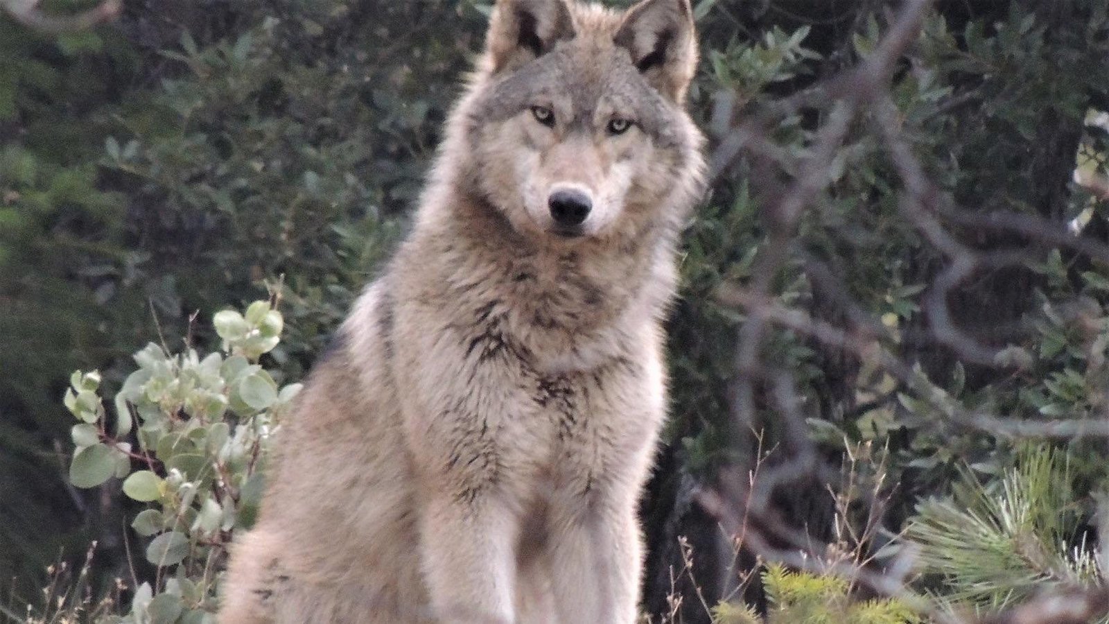 Petition · Grey Wolf Protection - United States · Change.org