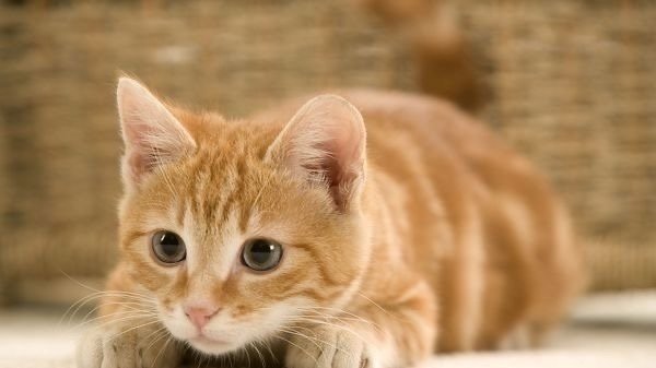 Petición · Petición para que Liz pueda tener un gato porque es una ...