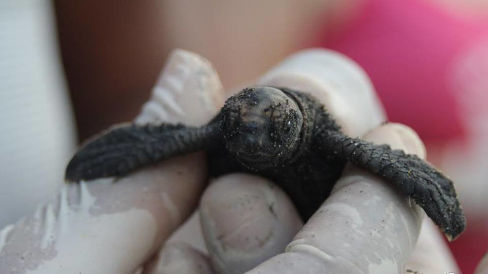 Petition · Protect Sea Turtle Defense Campaign volunteers in Costa Rica ...