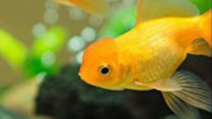 Petition · Ban Live Goldfish Prizes at OC Fair - United States · Change.org