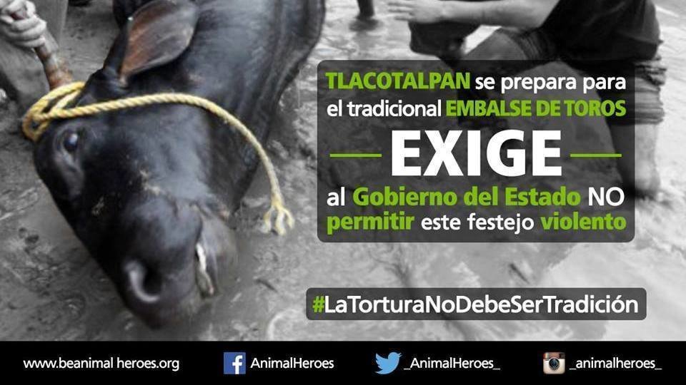Petición · Cancel the “Bull torture festival” :: Cancelen el "Embalse ...