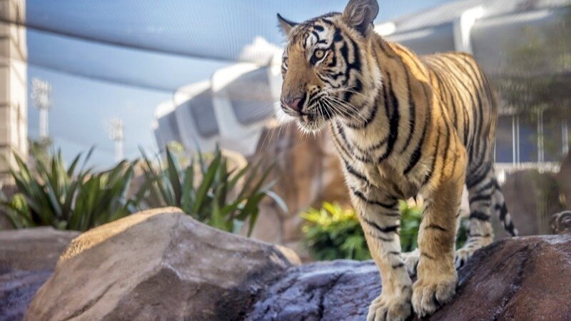 Petition · Stop the Governor from Bringing a Live Tiger into LSU’s ...