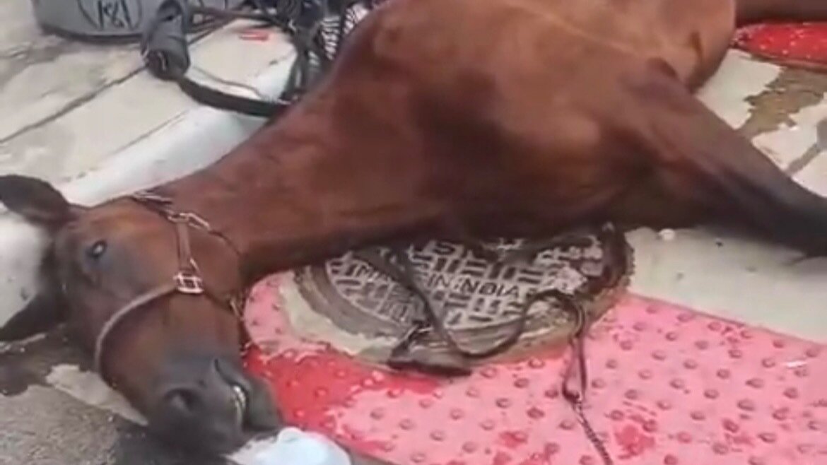 Petition · Ban horse-drawn carriage rides in New York City - New York ...