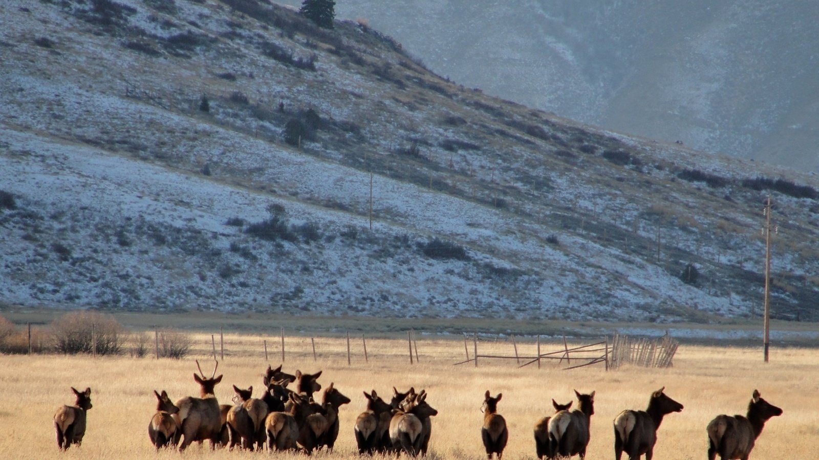 Petition · Allow management of Wyoming wolves before the Greater ...