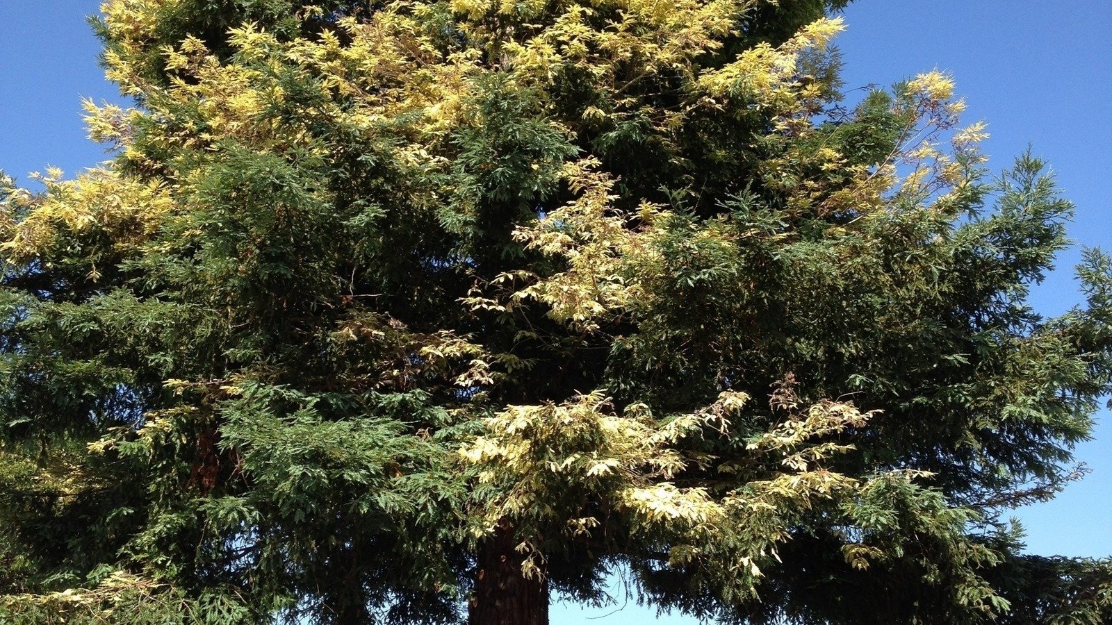 Petition · Save the Rare Cotati Chimeric Albino Redwood Tree - Cotati ...
