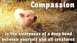 Petition · compassion for all creatures - Philippines · Change.org