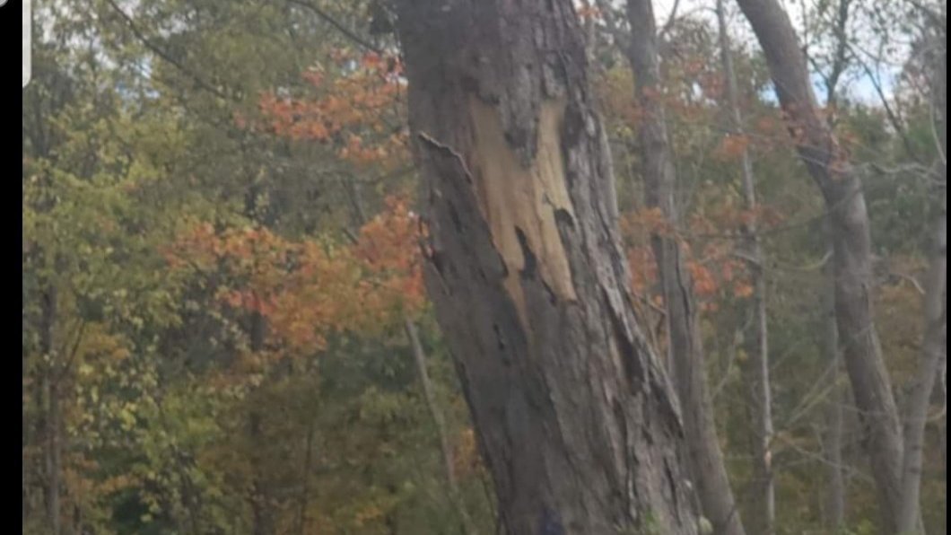 Petition · The removal of the leaning tree - United States · Change.org