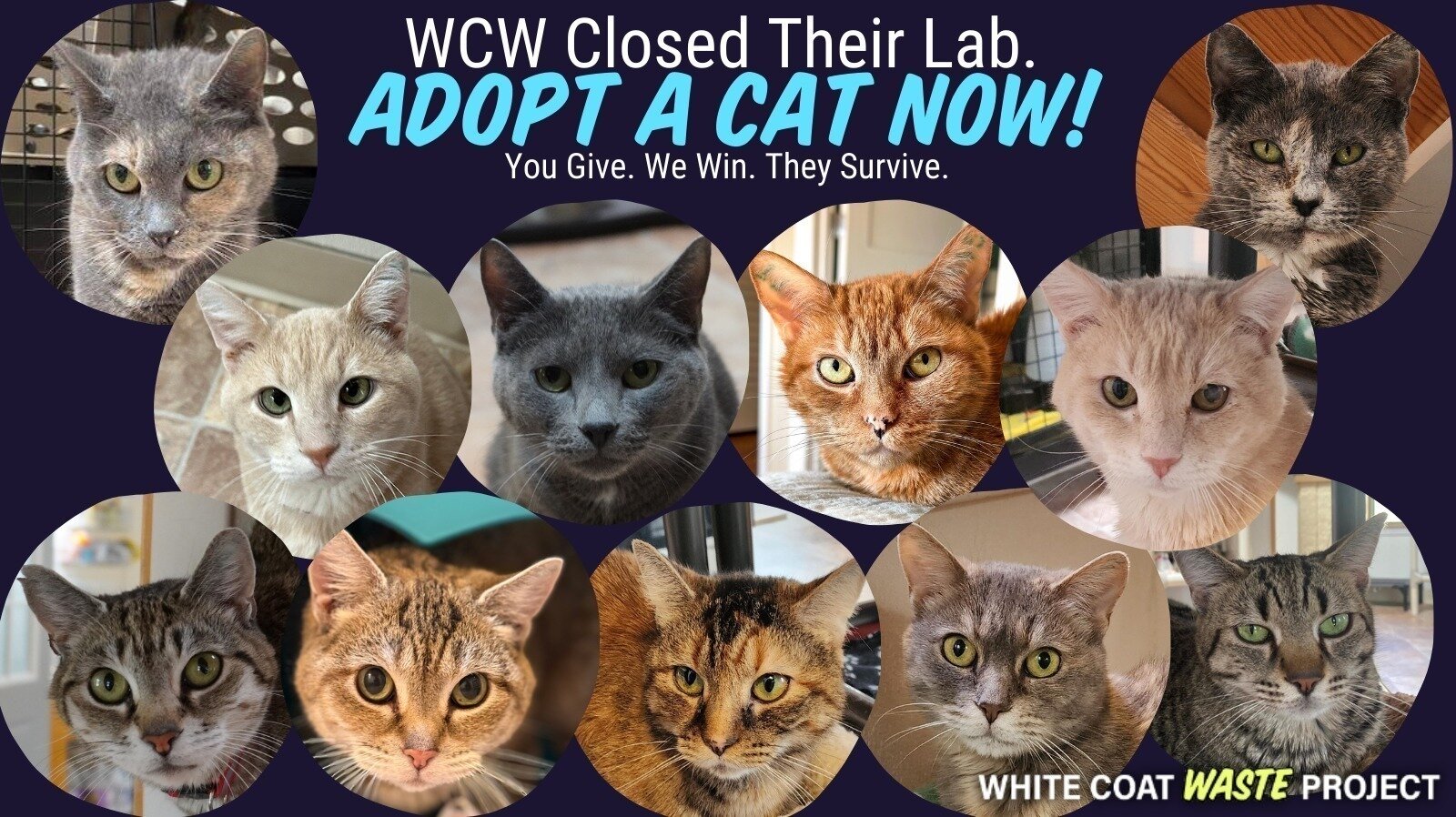 Petition update · Give Love: Adopt a Brave Lab Cat Survivor! · Change ...