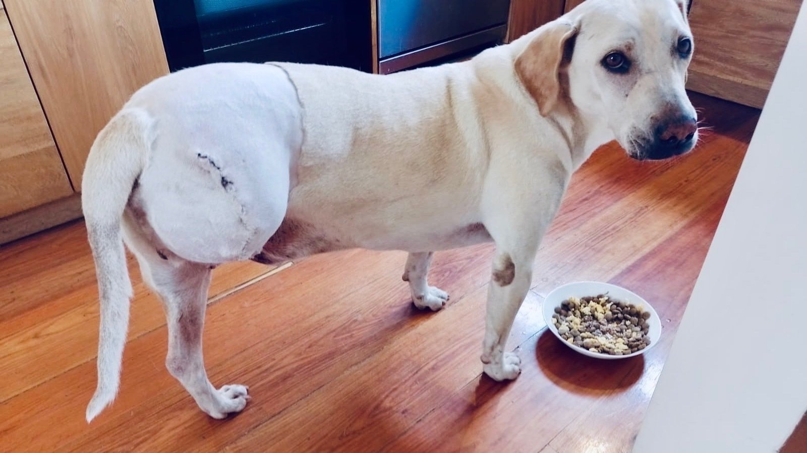 Petición · ¡Justicia para mi perro Guardián, a quien un contratista de ...