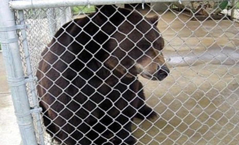Petition · Urge USDA to take action and save Ben the bear! - United ...