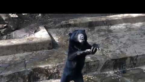Petisi · Selamatkan Beruang Kelaparan di Kebun Binatang Bandung ...