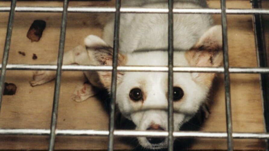 Petition · Save Canada's Only Non-Animal Research Centre from Closing ...