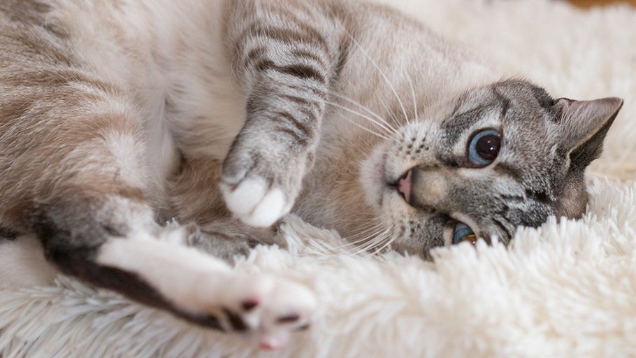 Petition · Get Rebecca a Cat - United States · Change.org