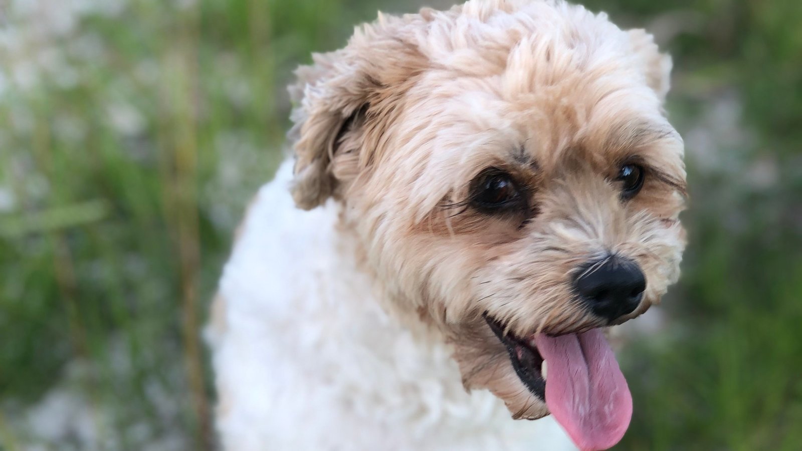 Petition · Small dog park at Noyer Park or Mt Warren Oval, in Mt Warren ...