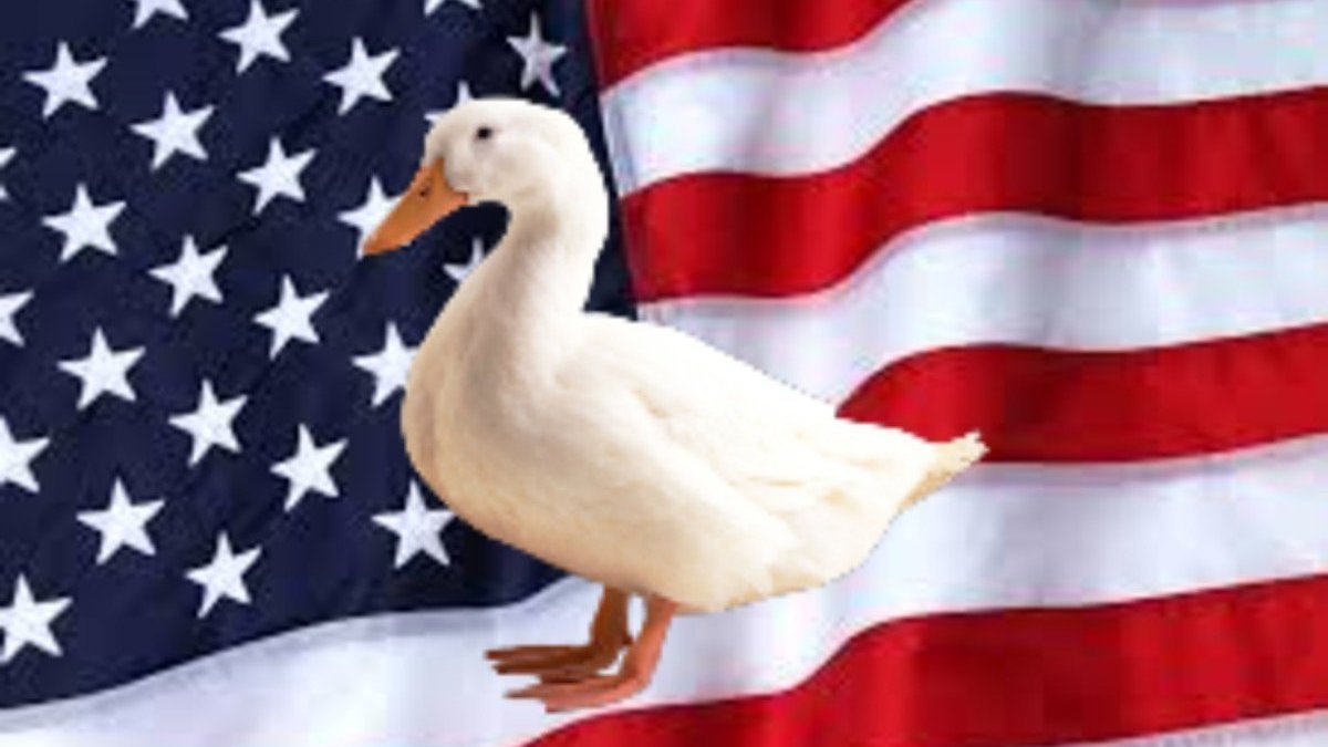 Petition · Make ducks the national bird (because why not, my doods ...