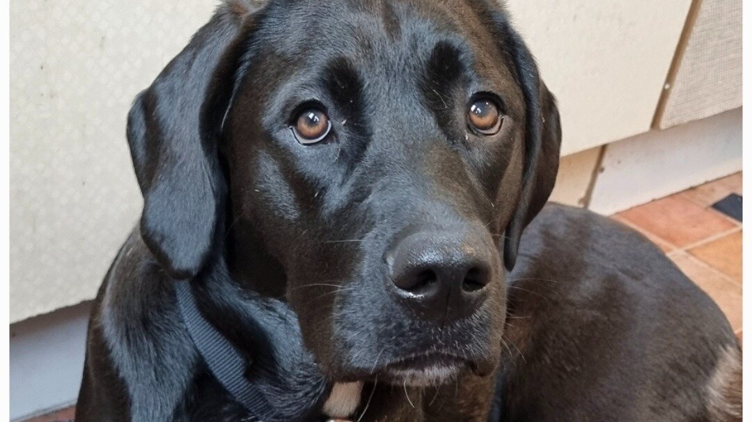 Petition · Mandate North Devon District Council to Allow Pets in ...