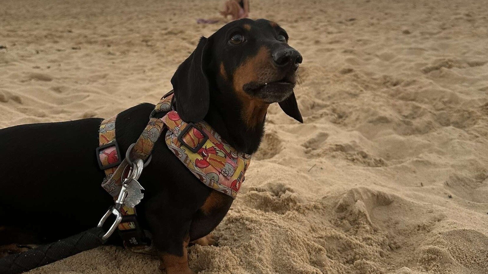 Petition · Implement stricter dog ownership laws to honour Duff's life ...