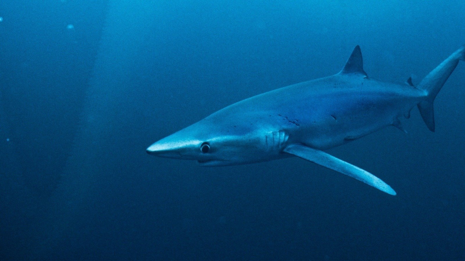 Pétition · Pour l'interdiction de vendre de la viande de requin sur le ...